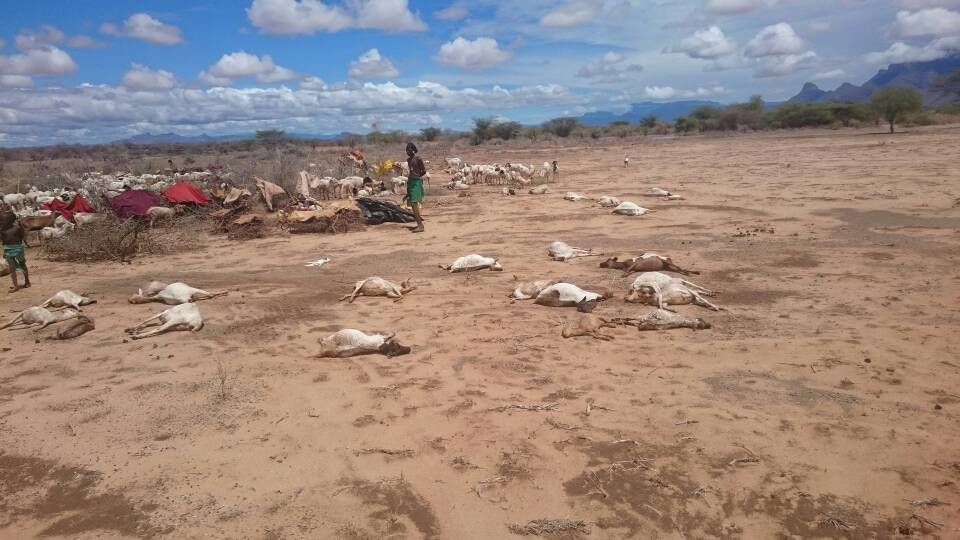 Kenya - Finally the rain, but much more is needed!